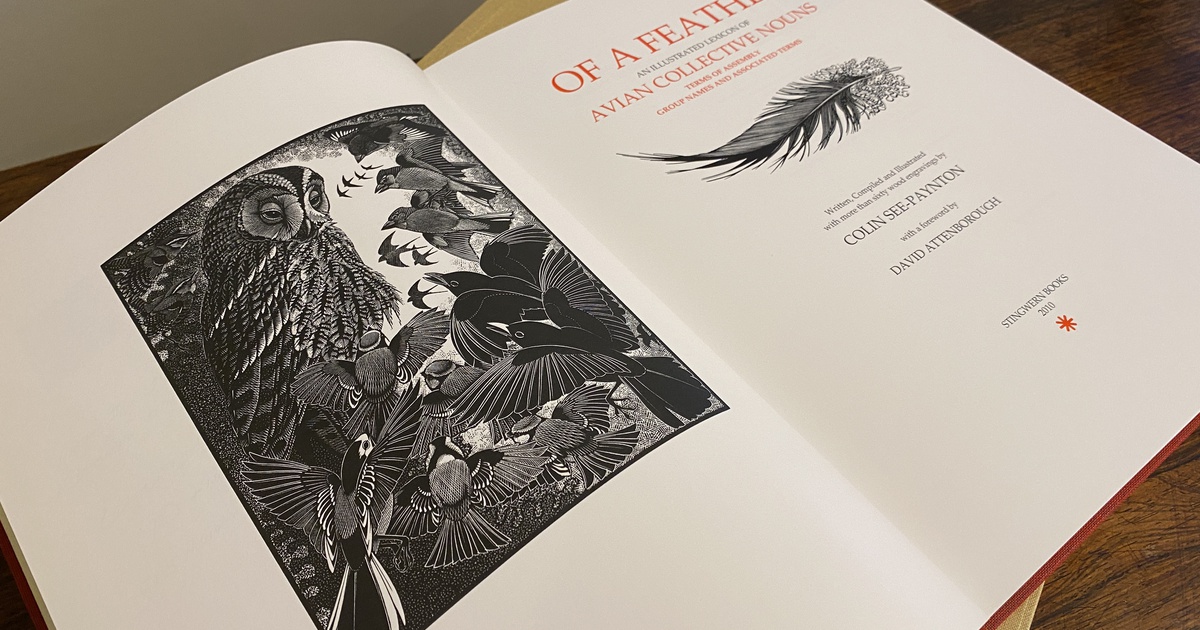 Publication: Colin See-Paynton - 'Of a Feather' | Ffin y Parc Gallery